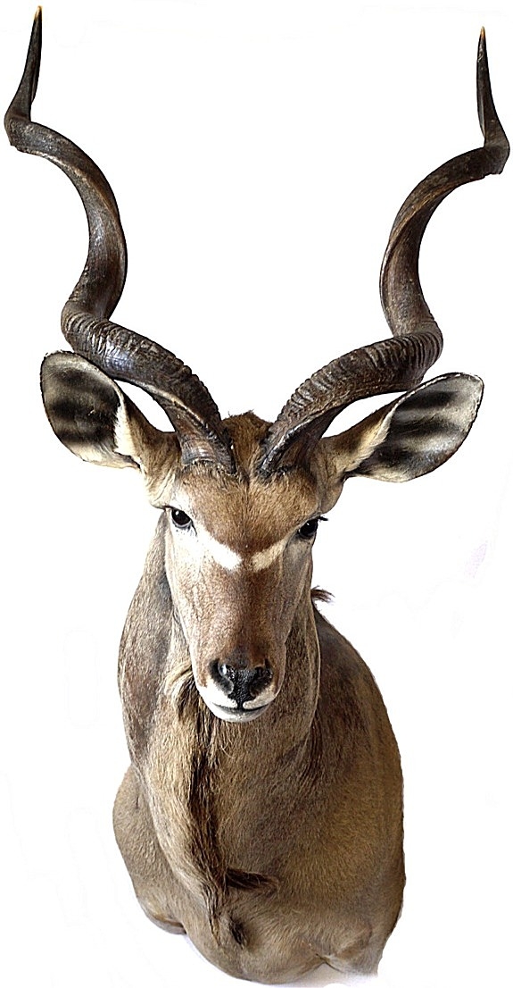 Greater Kudu Shoulder Mount For Sale at GunAuction.com - 10699718