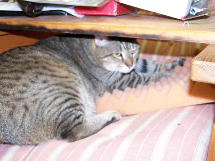 Bayard, Pieper, Flobert, 22 Cal , `Rolling Block` Action, Antique, No ...