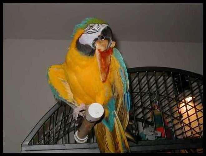 16 Unertl Original Scope Mount Blocks W/ Chart For Sale at GunAuction ...