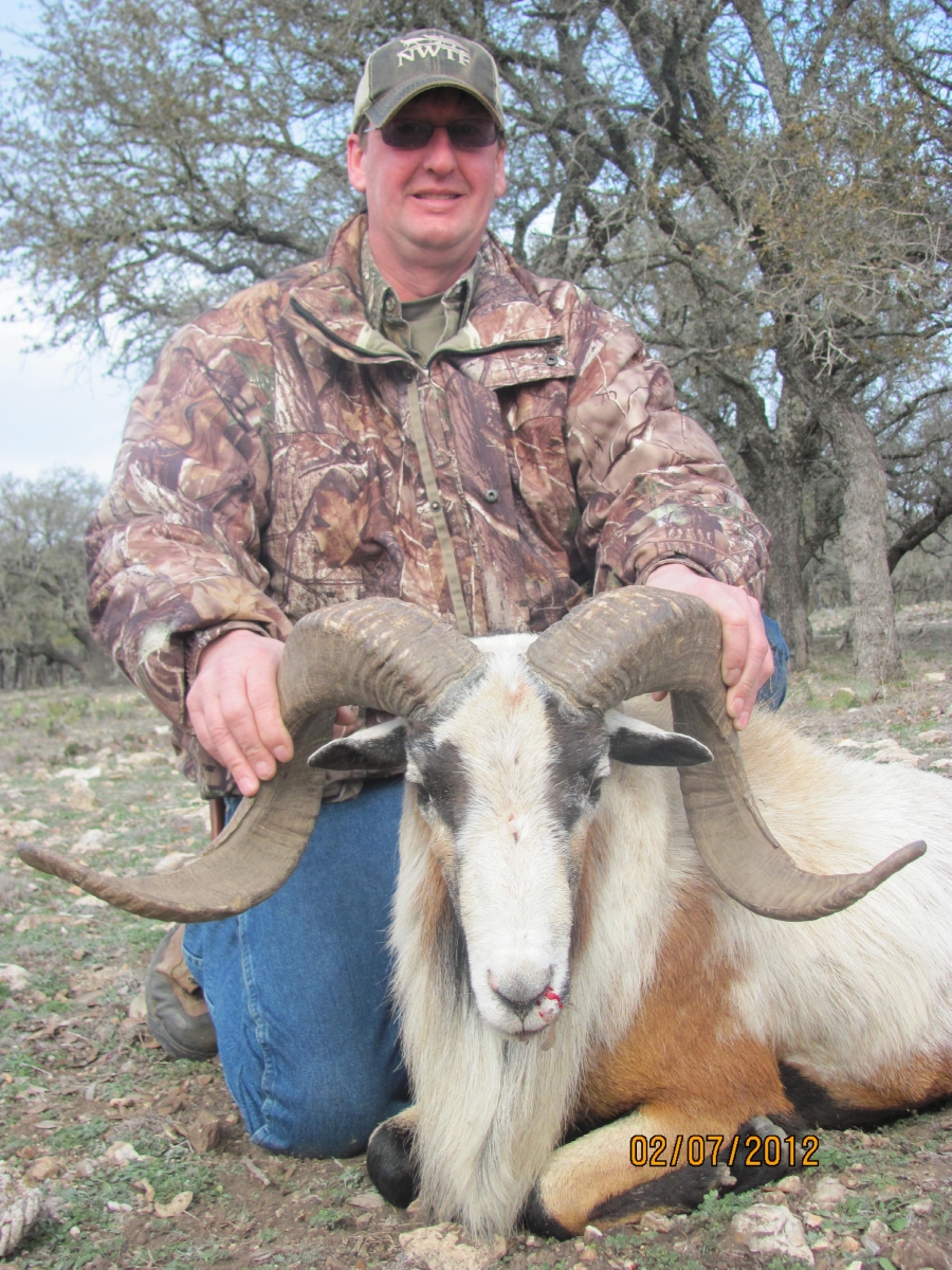 Texas Hunting - Guided Trophy Sheep And Wild Hog For Sale at GunAuction ...
