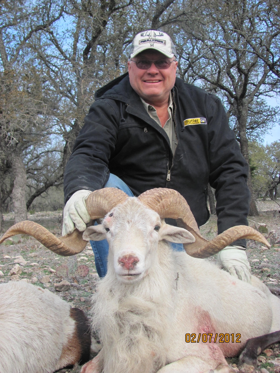 Texas Hunting - Guided Trophy Sheep And Wild Hog For Sale at GunAuction ...
