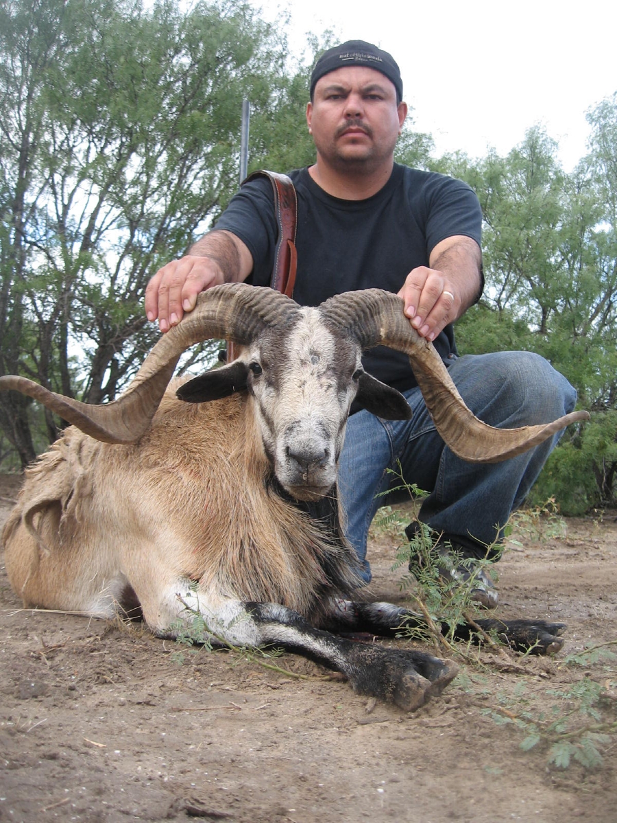 Texas Hunting - Guided Trophy Sheep And Wild Hog For Sale at GunAuction ...