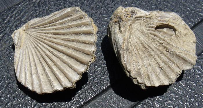 Pair Of Neithea Sp. Scallop Fossils From Texas For Sale at GunAuction ...