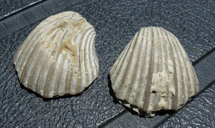 Pair Of Neithea Sp. Scallop Fossils From Texas For Sale at GunAuction ...